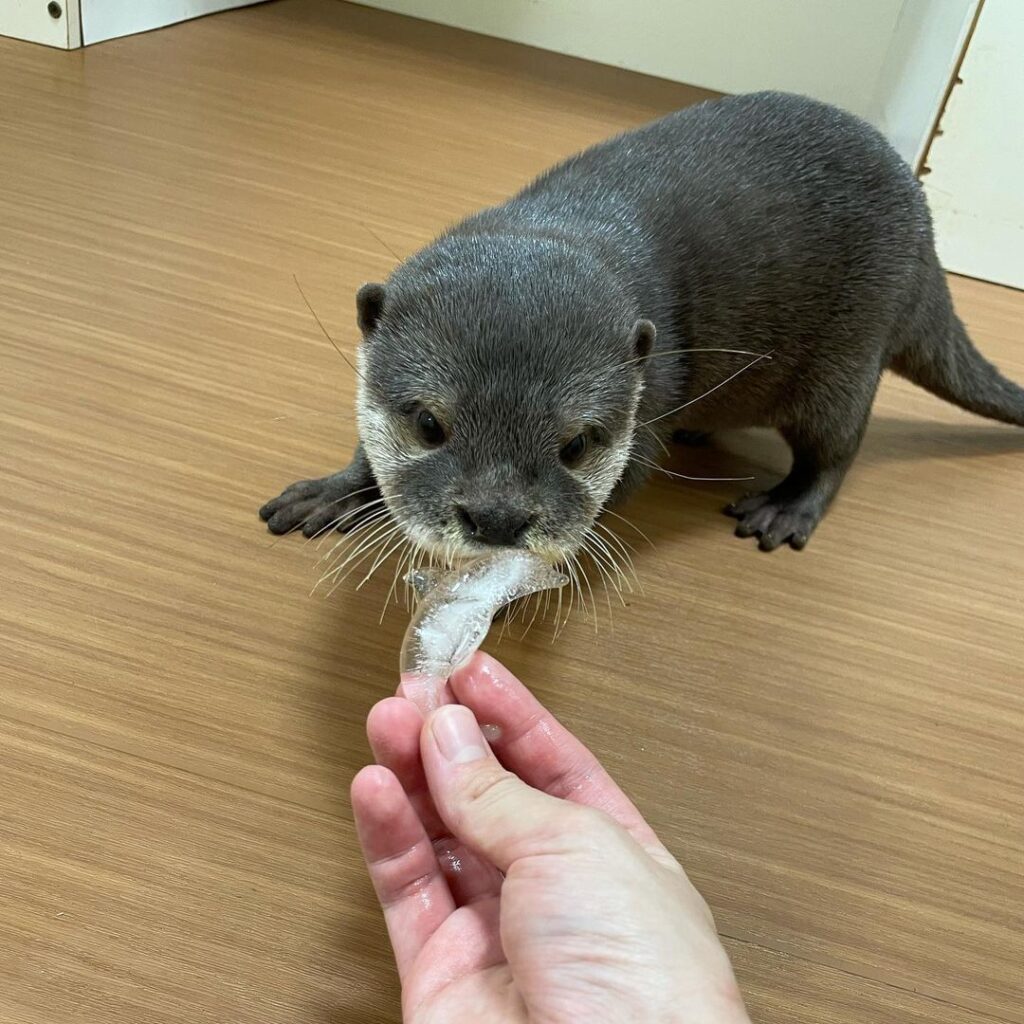 1. Quality Pet Otters For Sale, Don't You Miss Out.