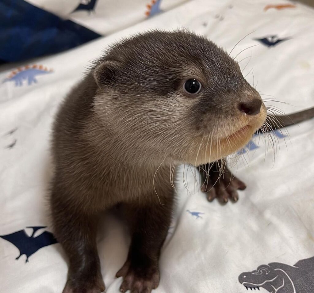 Lottie - Female – Petland Otters
