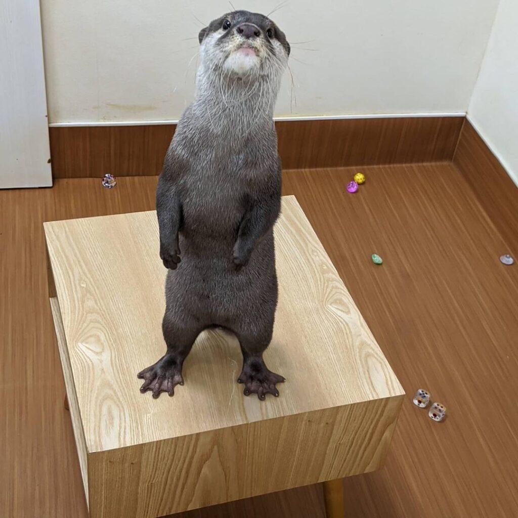 Home – Petland Otters